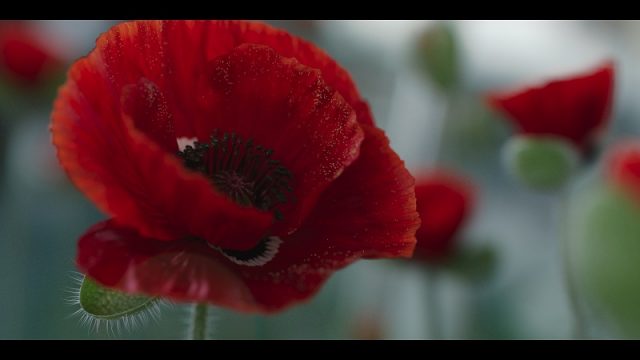The Royal British Legion rethinks remembrance with stunning CGI poppy ...
